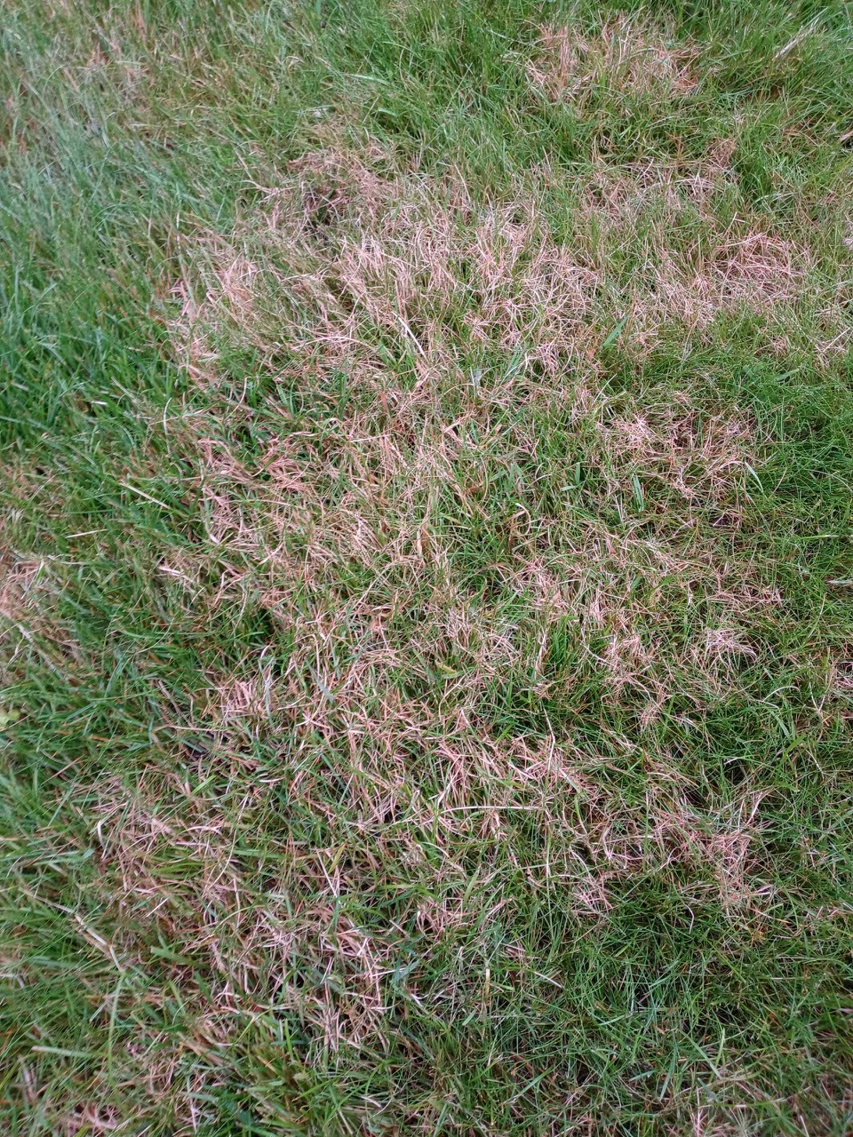 Red Thread Lawn Disease - bioLawn
